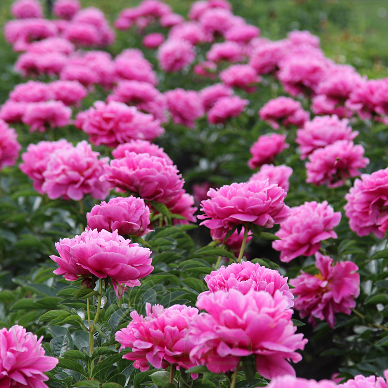 Пион Rozella | Пулков Сад